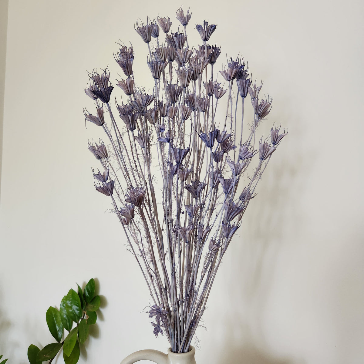 Natural Dried Flowers - Lilac Nigella