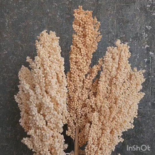 Corn Pod Stems - Set of 5