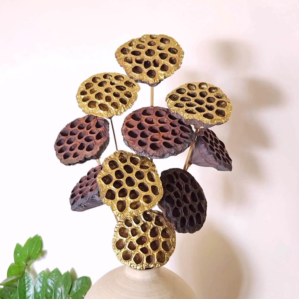 Dried Lotus Flower Pods - Big